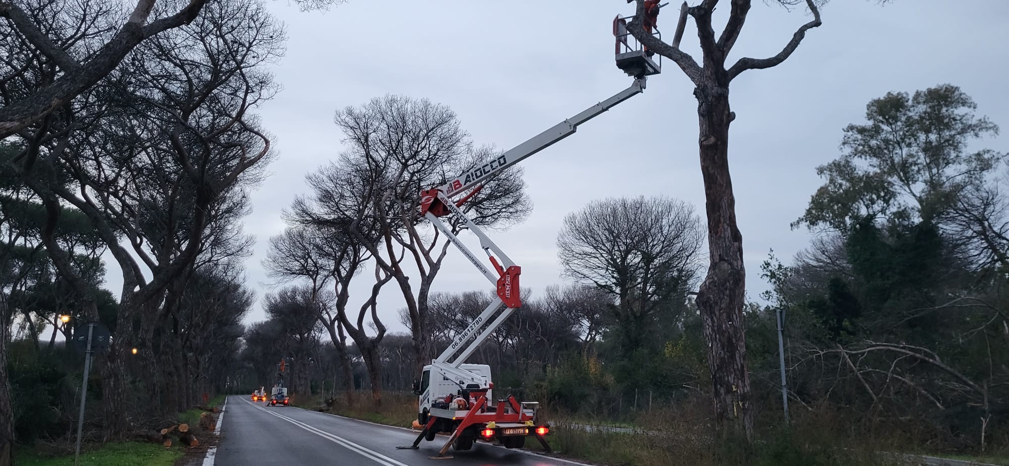 Santori (Lega): “Nella pineta di Castel Fusano tagliati migliaia di ...