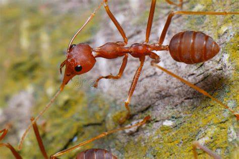 Ecco la formica rossa, insetto tutt’altro che pacifico - www.ostiatv.it